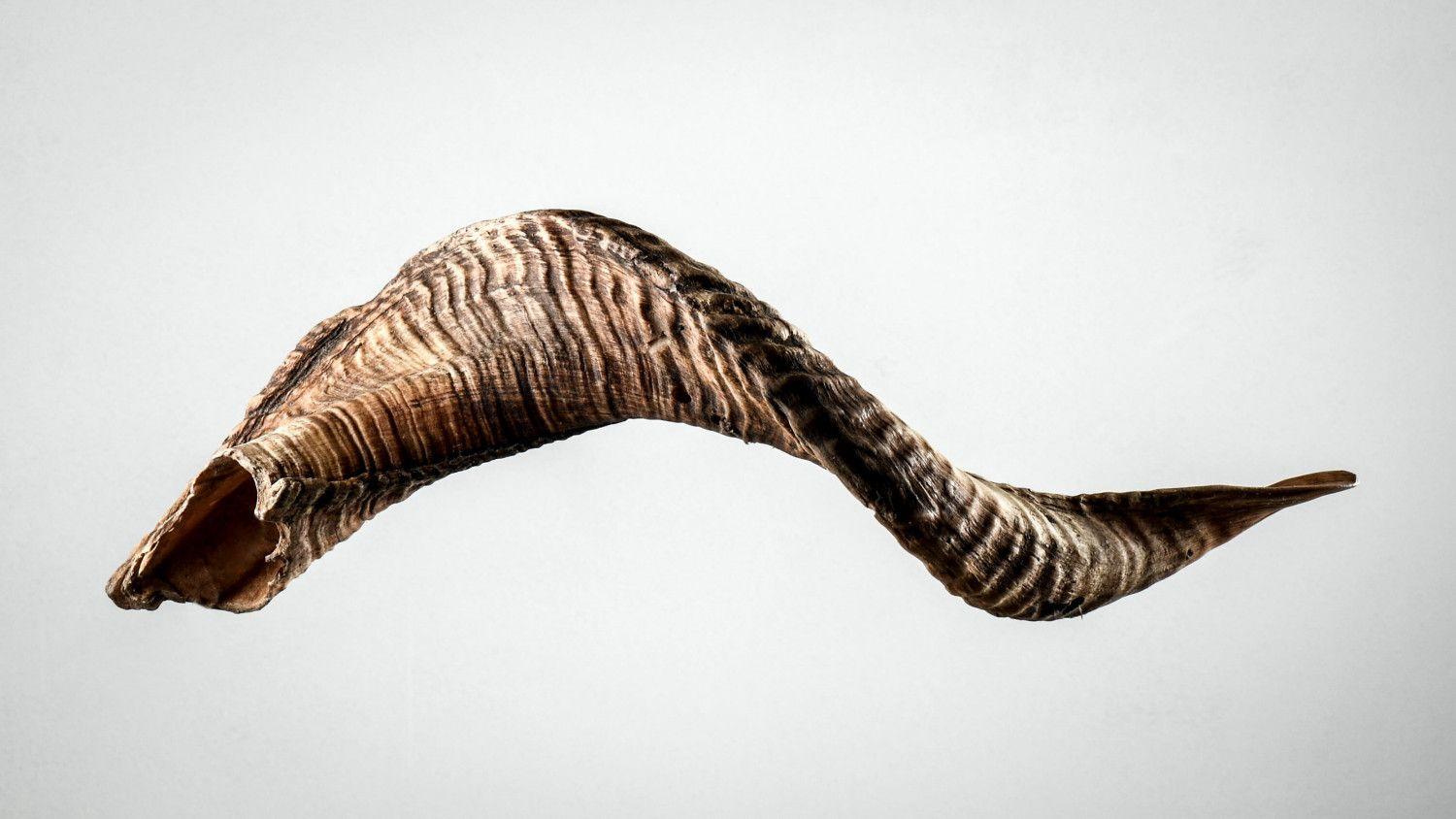 Bélier - cornes entières / manches