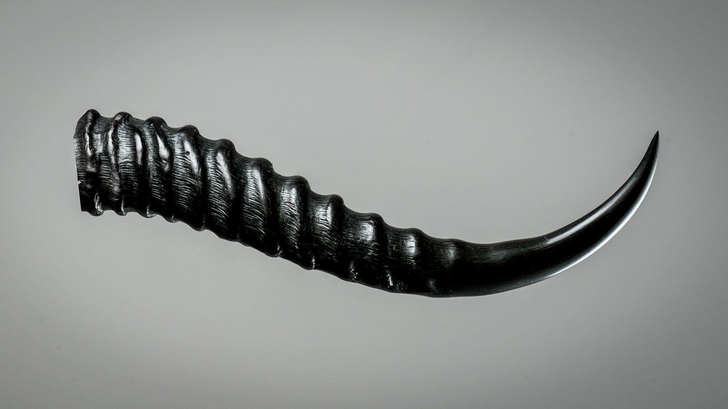 Cornes et défenses - Zébu, bélier, phacochère - couteaux (2)