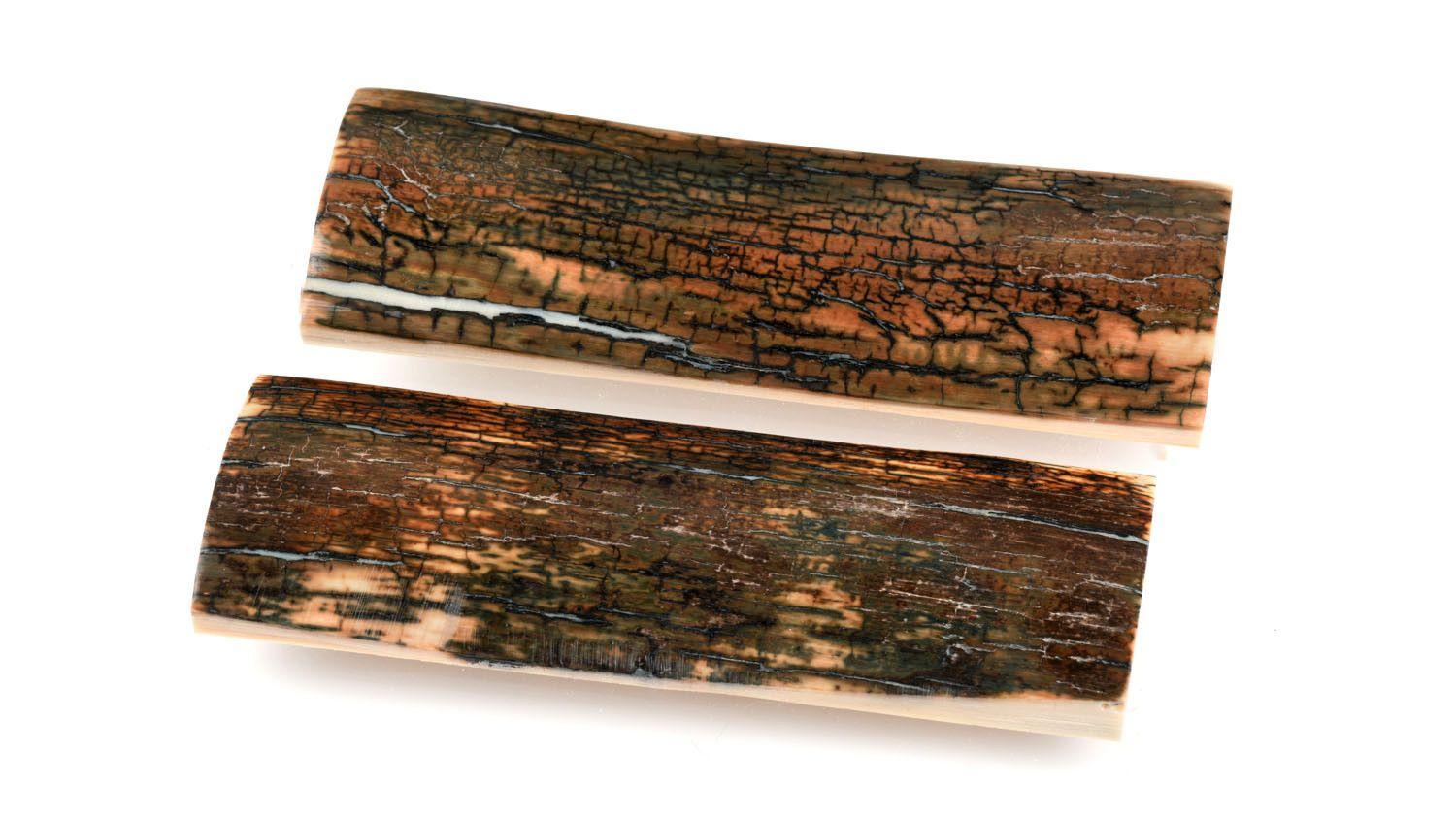 Stabilized mammoth ivory set