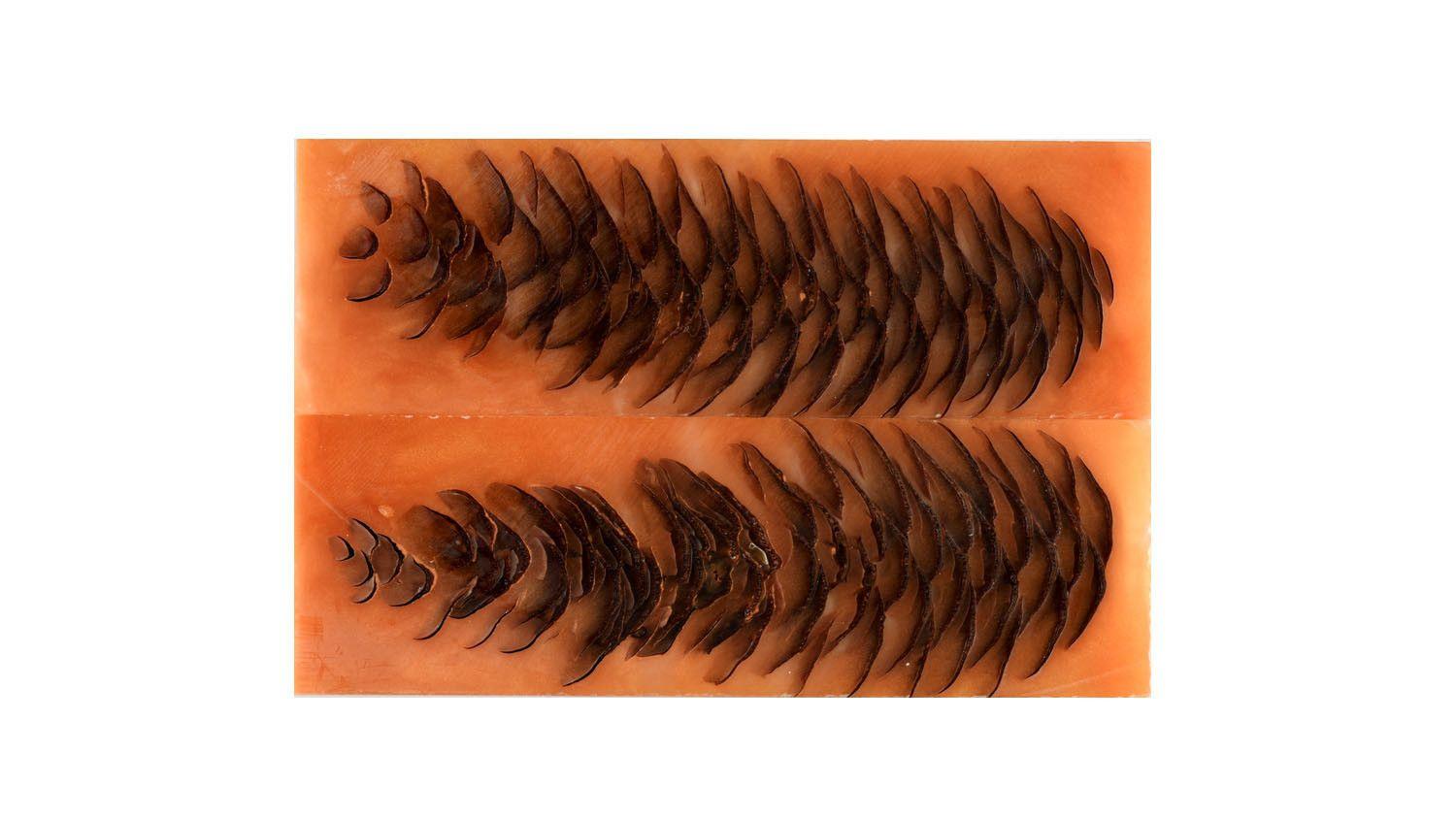 Manche en Inclusion de Pigne de Pin - orange