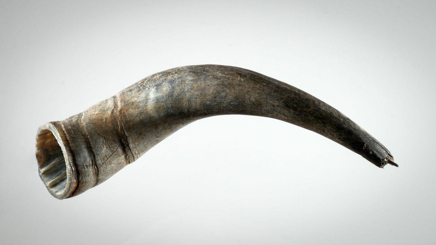 Corne entière de Vache Française