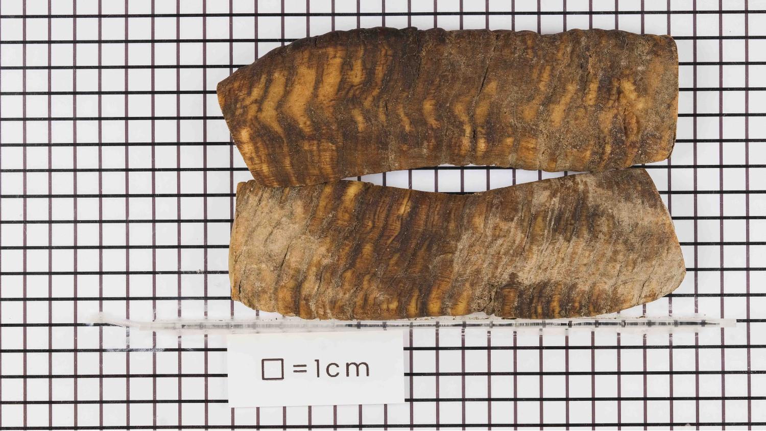 Manche en corne de bélier aplatie brut